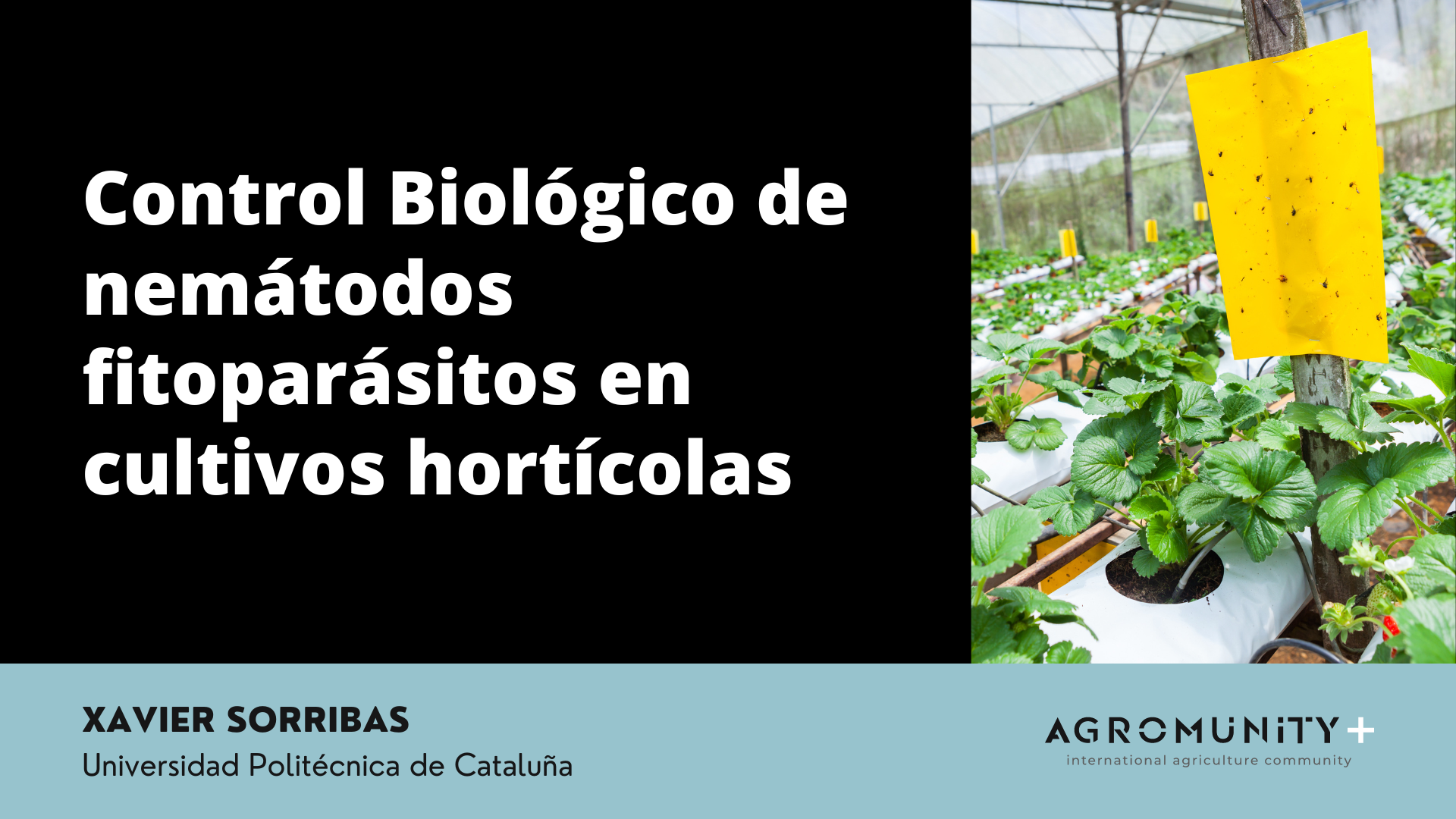Control Biológico de nematodos fitoparásitos en cultivos hortícolas ...
